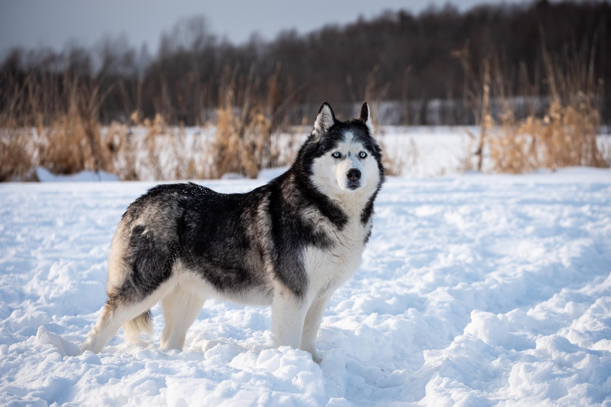 Más Perros El Siberiano Nuestro Nuevo Cachorro Es 51% Perro Ganadero