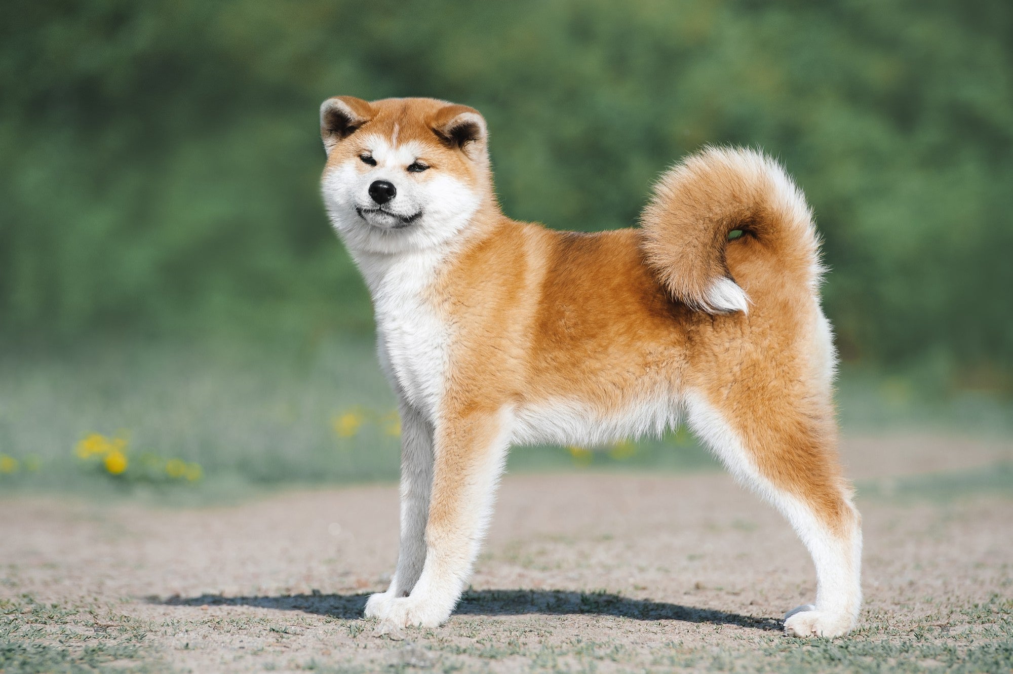 Akita Inu Chien Akita Inu – Eigenständiger Und Ruhiger Jäger