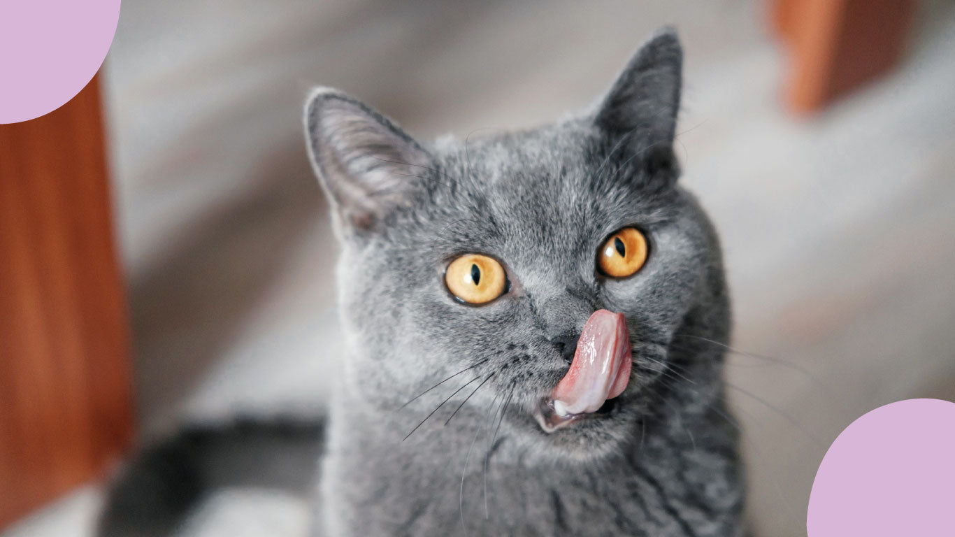 Donner sa langue au chat : Origine, Signification et Histoire – Marly & Dan